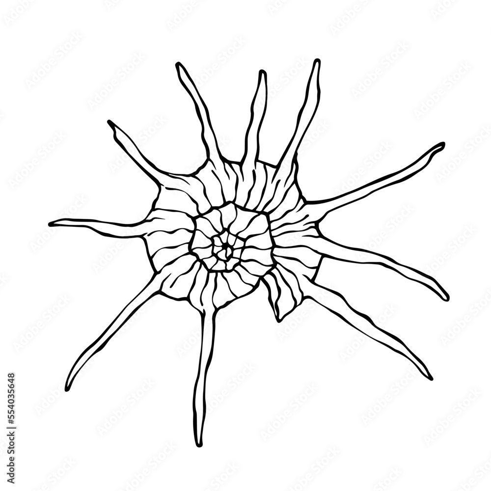 Seashells sketch . Vector graphics. Stock Vector | Adobe Stock