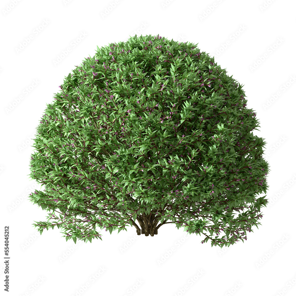 Decorative form green shrubs tree shapes isolated transparent ...