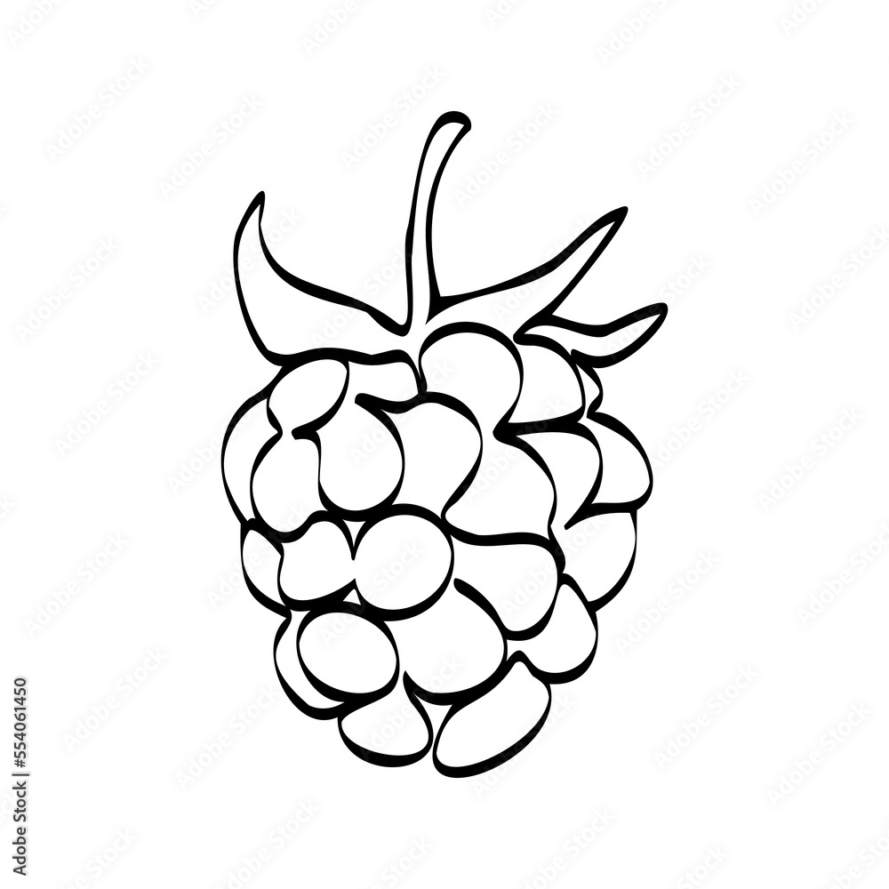 Continuous one line drawing raspberries. Vector illustration. Black ...