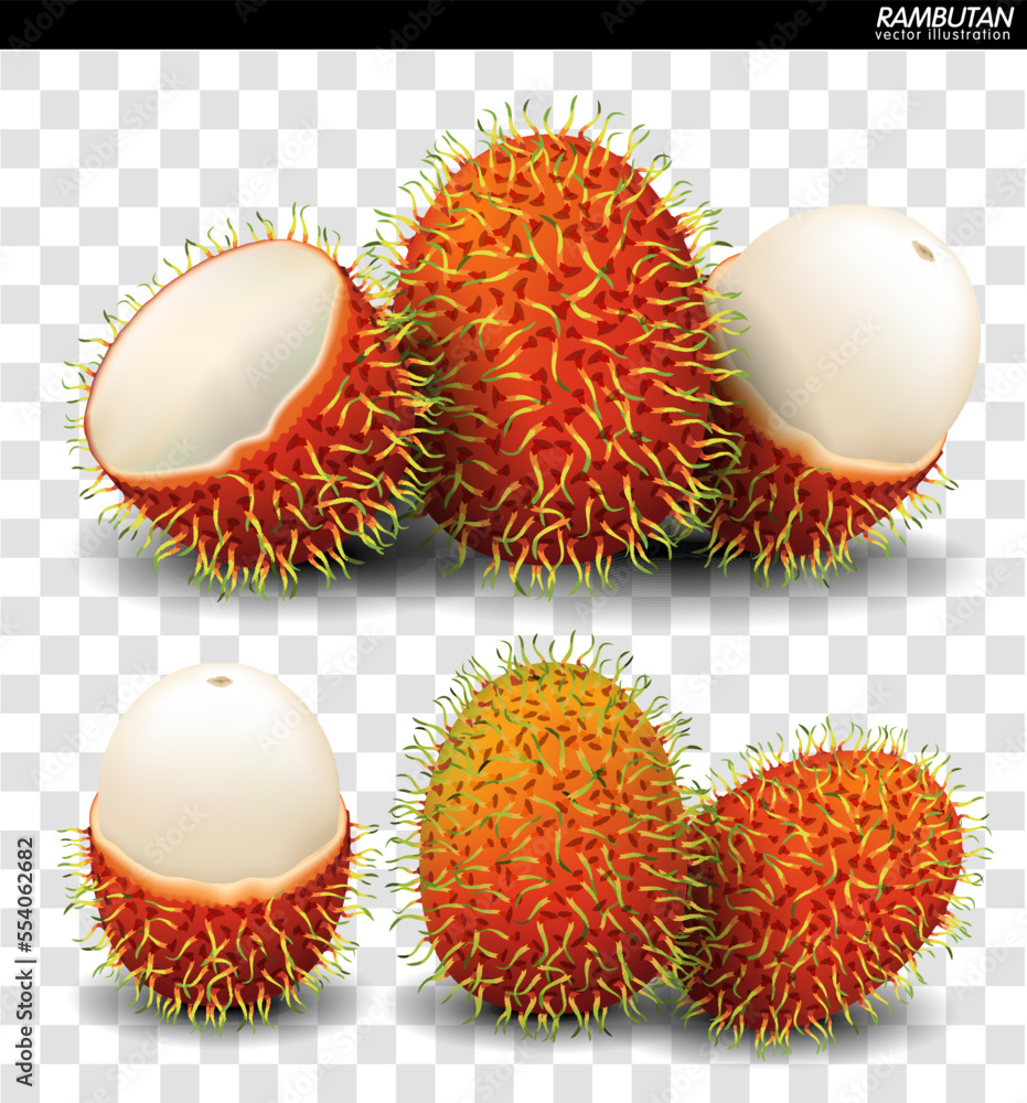 Rambutan Fruit Vector. a realistic style. Isolated objects on ...