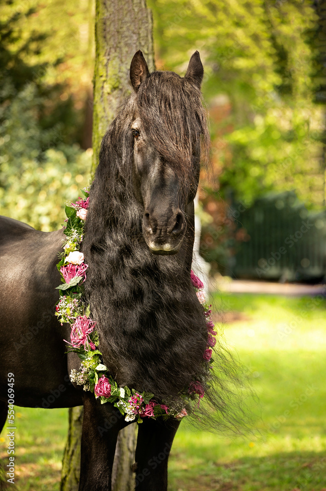 Foto de Friese Portrait - Pferd mit Langer Mähne mit Blumenkranz um den ...