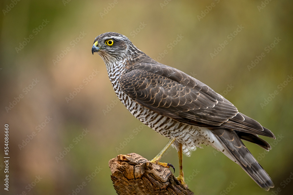 Accipiter nisus or The Common Sparrowhawk, is a species of ...