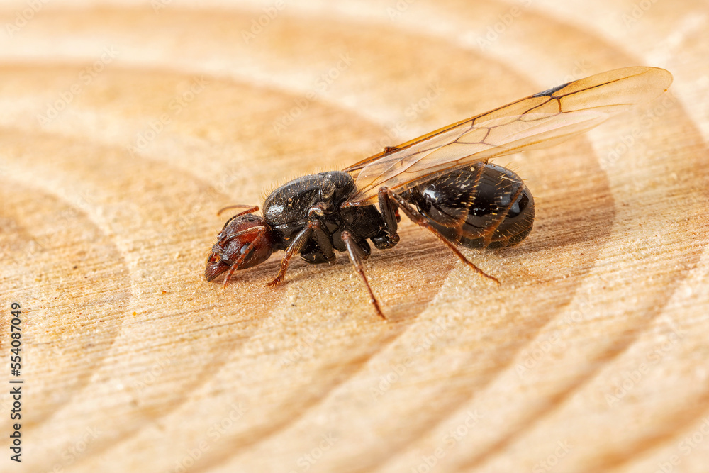 Messor barbarus is a species of ant, in the subfamily Myrmicinae, that ...