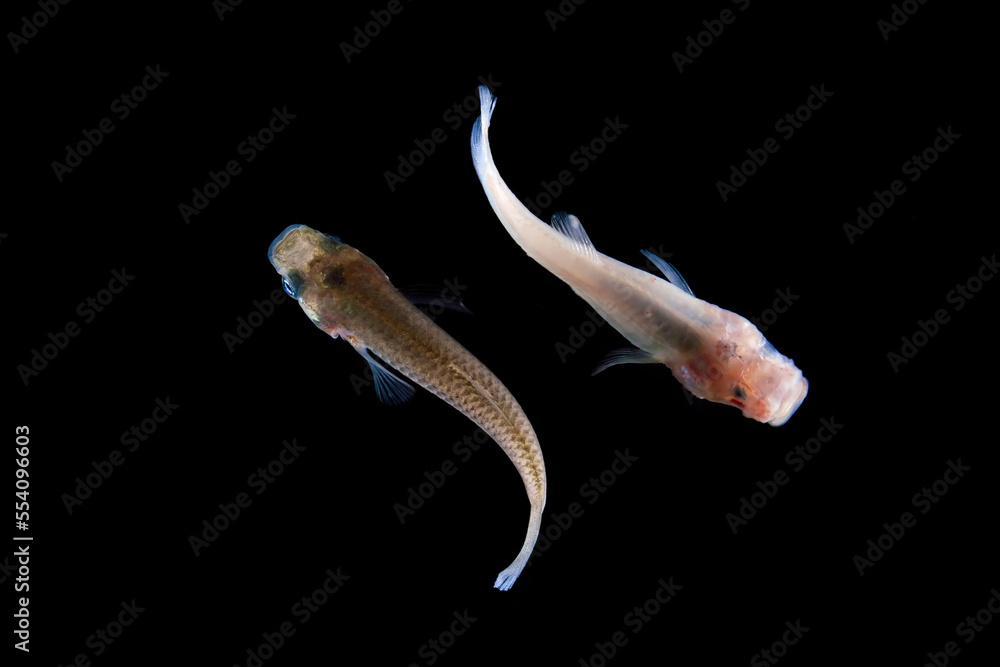 Comparison between a freshwater Molly fish found on the surface and a ...