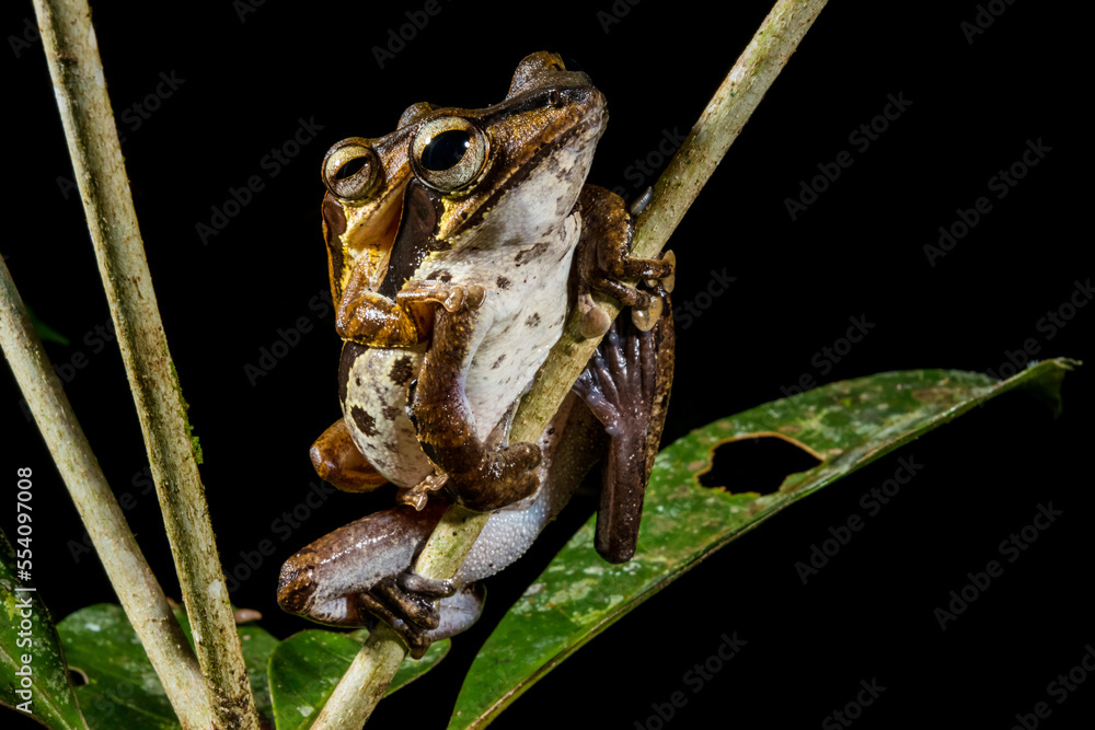 A tree frog with young in the rainforest.; Gunung Mulu National Park ...