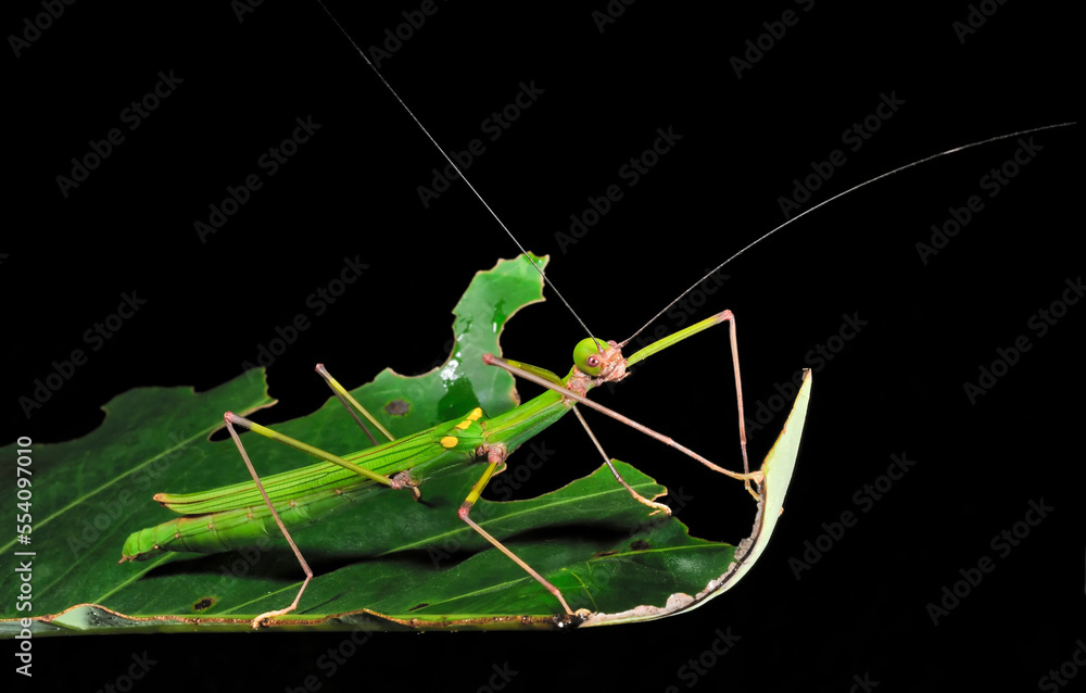 A Calvisia Stick Insect In Gunung Mulu National Park Gunung Mulu