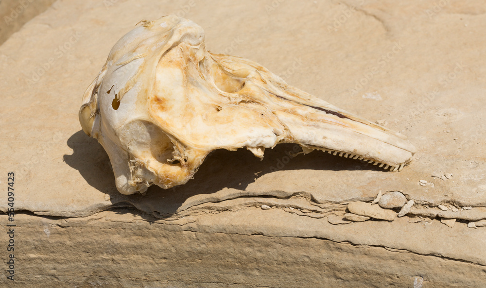 Decomposition of the corpse of a Black Sea dolphin. The skull of a ...
