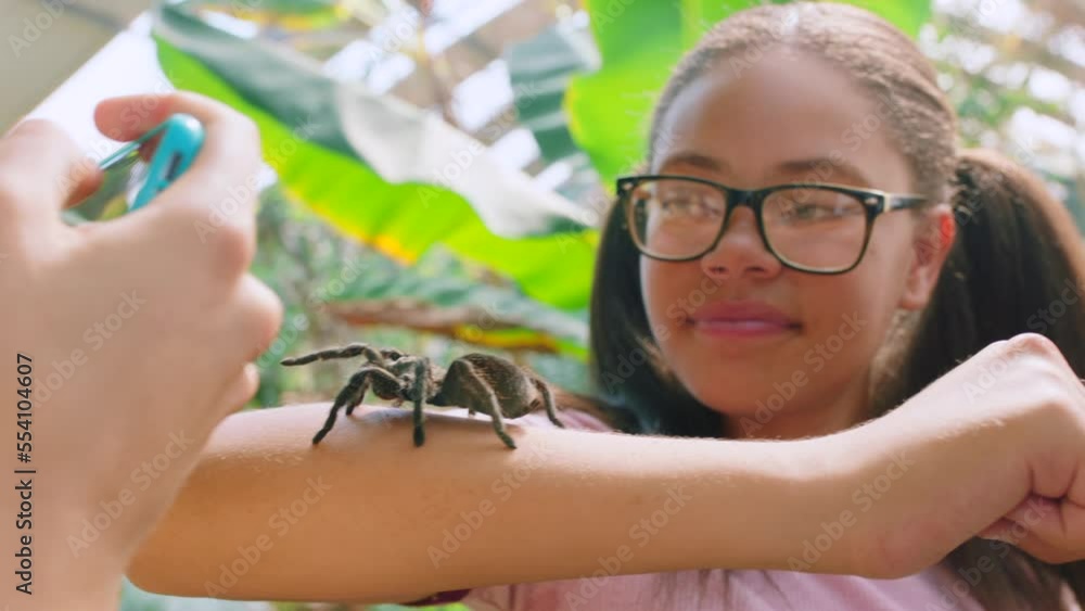 Friend taking photo of tarantula spider on girl at zoo, park and ...