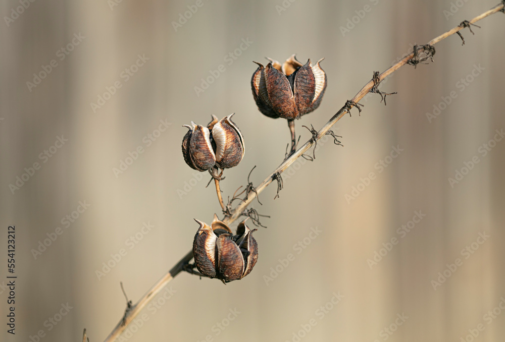 Yucca plant hesperaloe parviflora seed, outdoor nature blossom, close ...