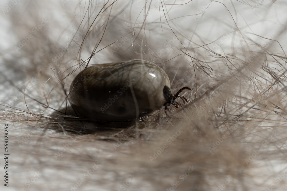 Sheep ticks have been known to carry Lyme disease Stock Photo | Adobe Stock