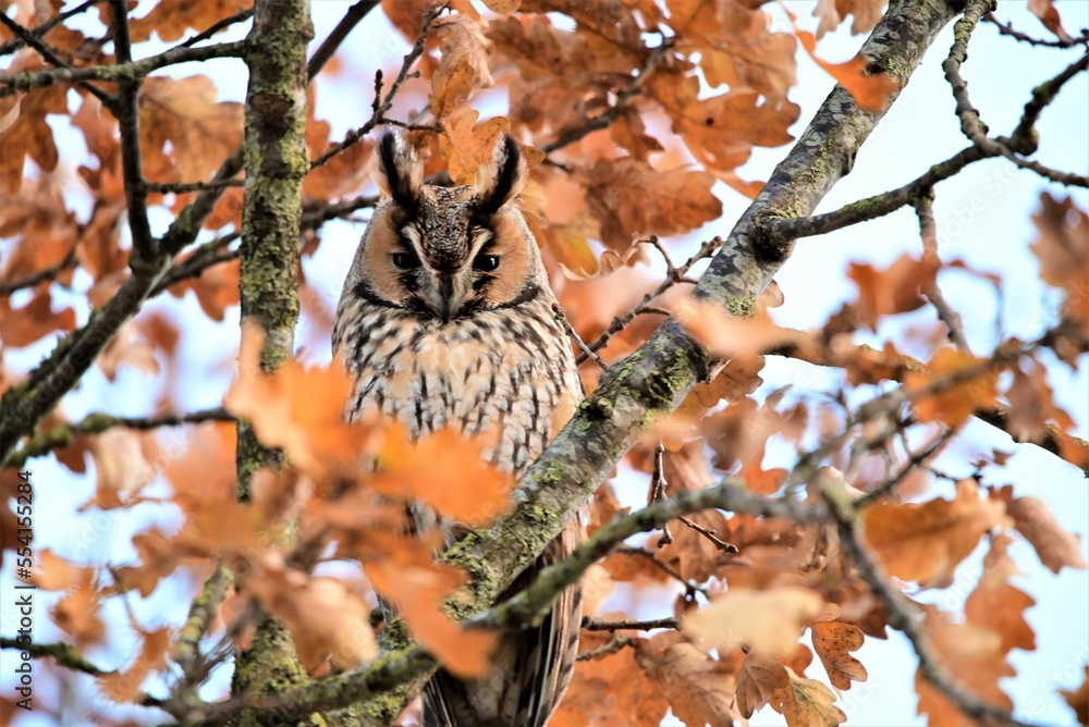 Long eared owl in an oak tree Stock Photo | Adobe Stock