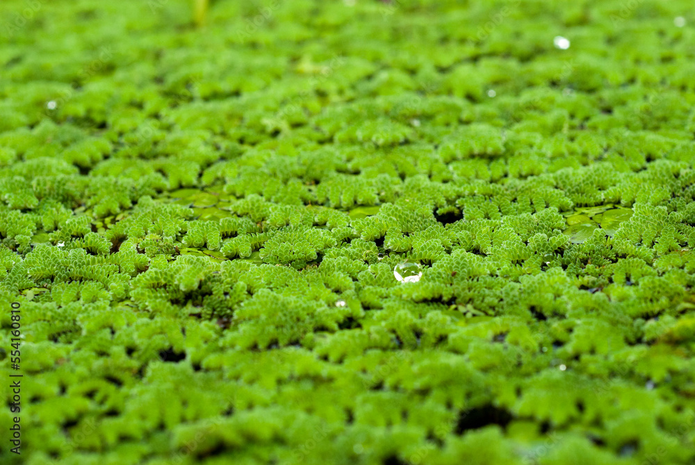 Azolla,Water Fern,Water Velvet (Scientific name : Azolla pinnata R.Br ...