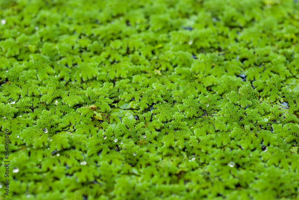 Azolla,Water Fern,Water Velvet (Scientific name : Azolla pinnata R.Br ...