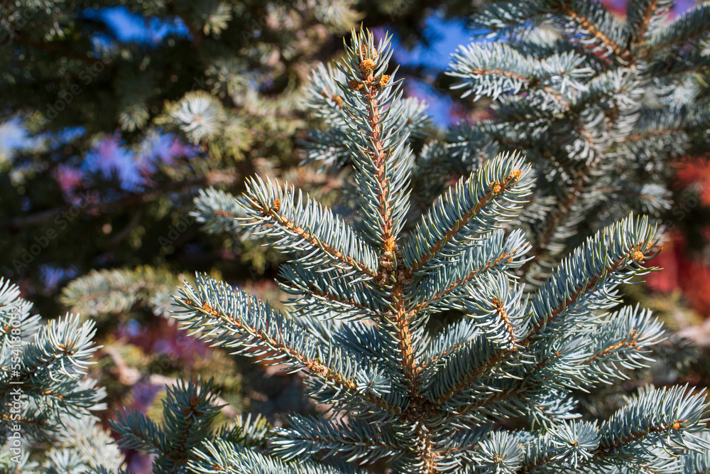 The branches of the blue spruce close-up. Blue spruce or prickly spruce ...