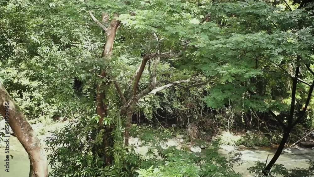 Monkey playing on a tree branch, native to Indonesia, at Ecotourism ...