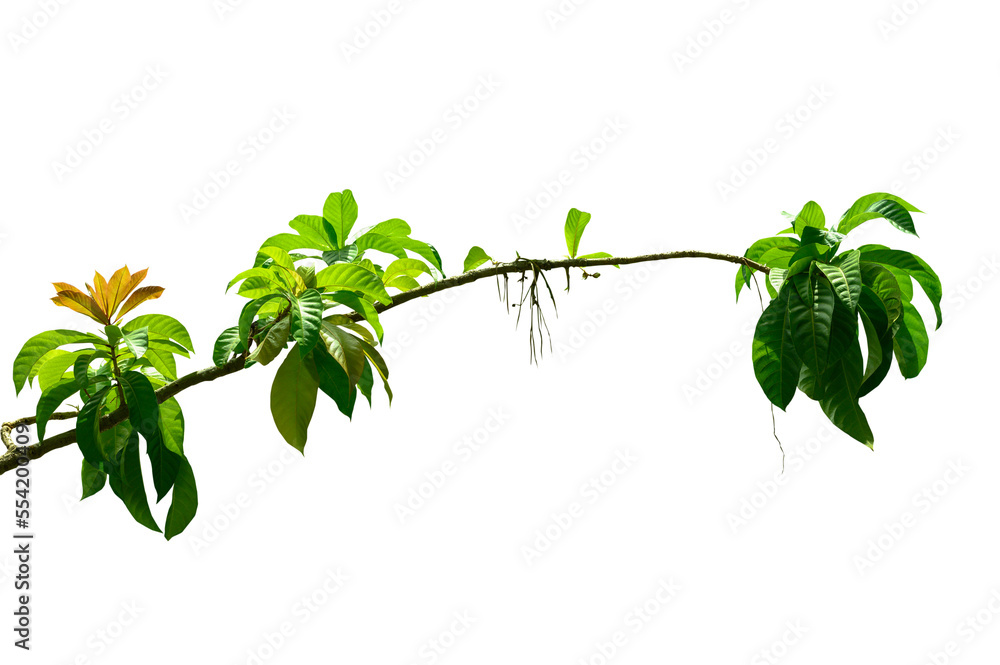 Plant leaves Green nature Tropical forest isolated on transparent ...