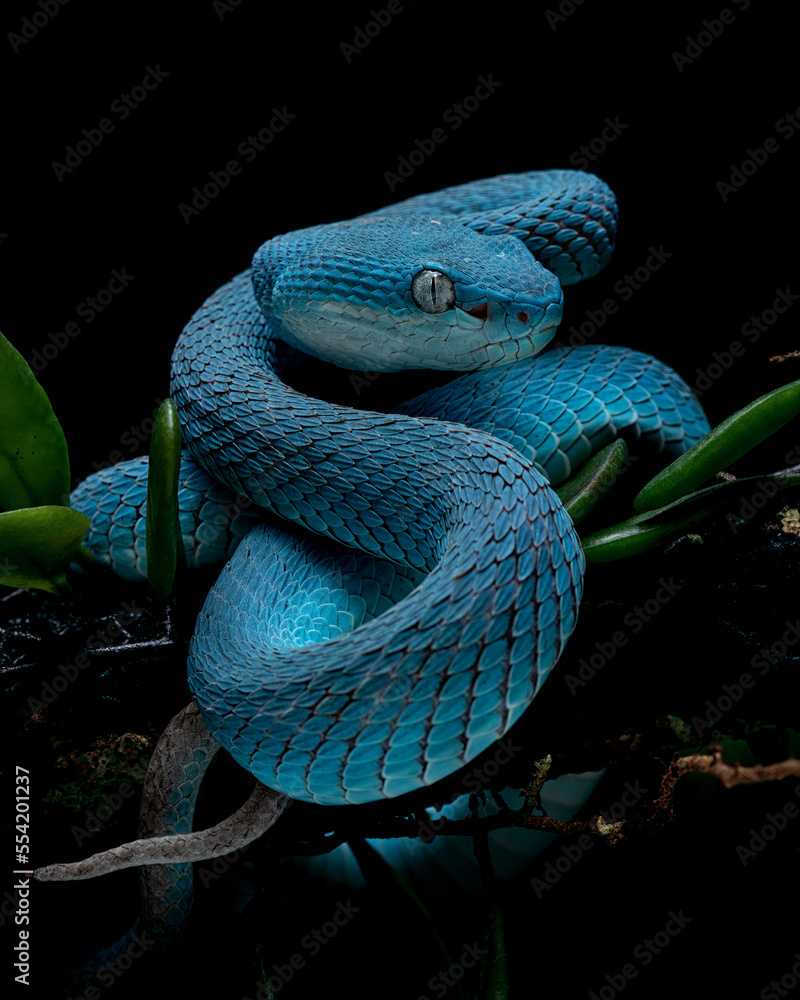 Trimeresurus insularis is venomous pit vipers and endemic species in ...