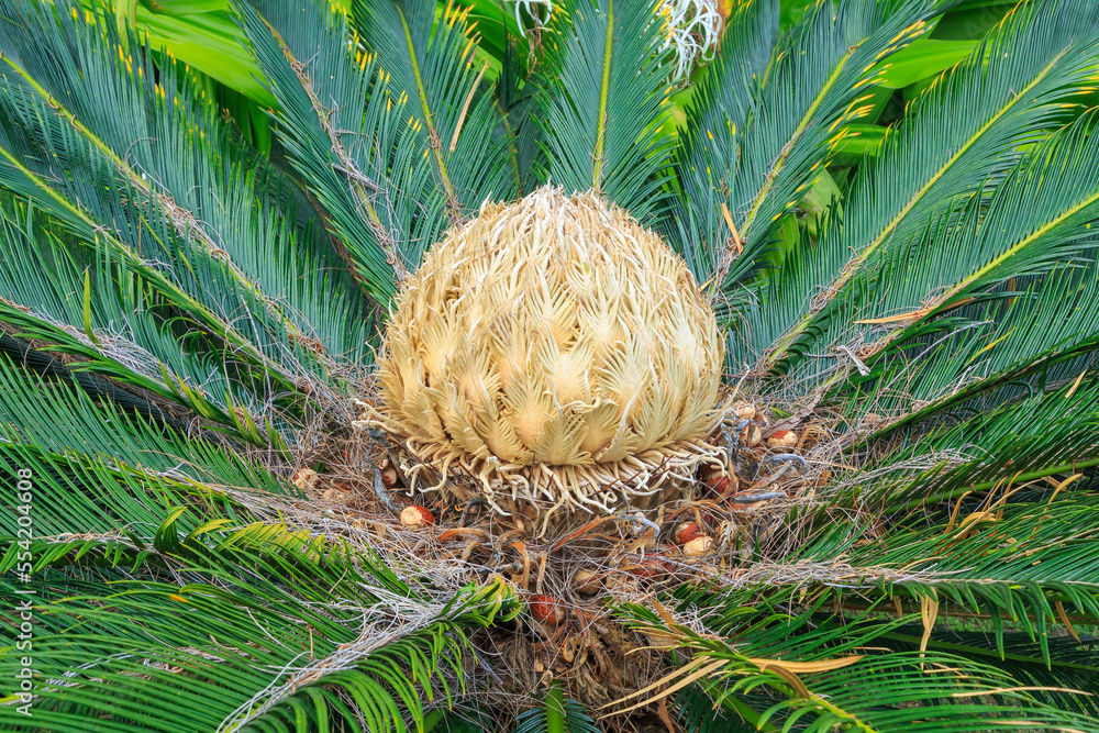 The female cone of the cycad Cycas revoluta, also known as the sago ...