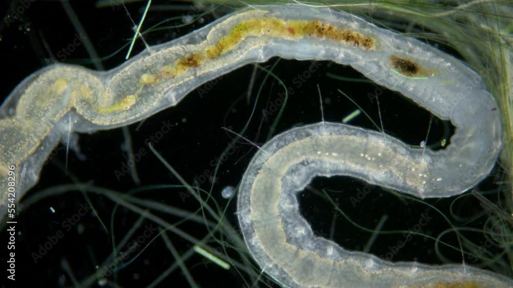 Oligochaeta worm Nais sp. under a microscope, Naididae family, feed on ...