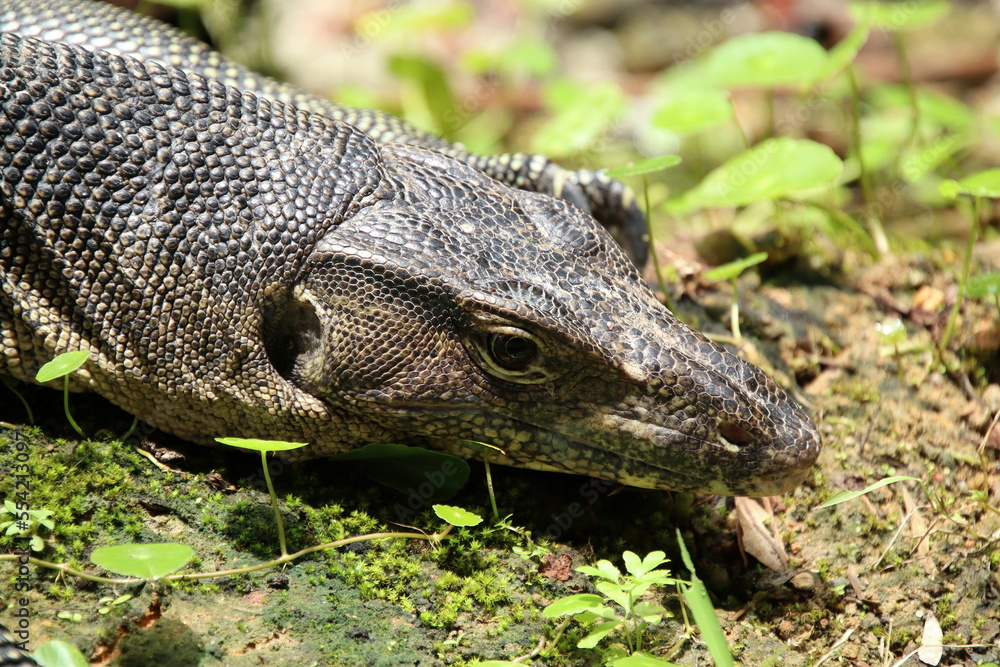 Southeast Asian Water Monitor Lizard sun bathing Stock Photo | Adobe Stock