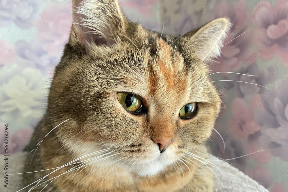 Cat eyes nose and face with whiskers close up. Cat face close up ...