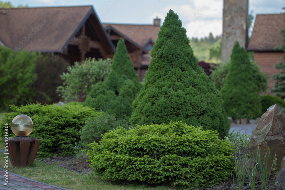 Modern unique landscape design. A group of decorative coniferous trees ...