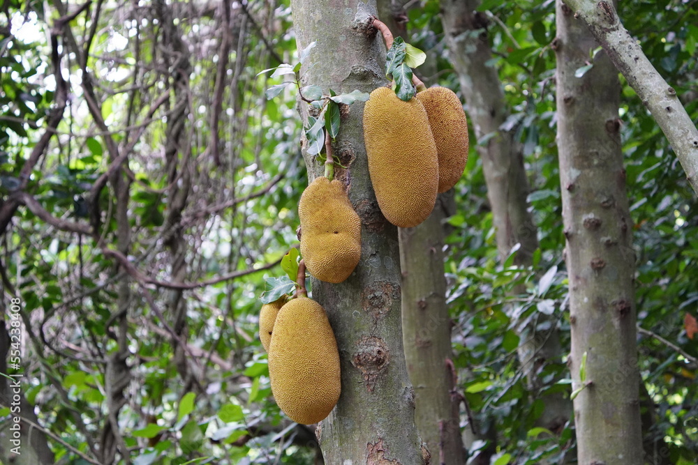jackfruit (Artocarpus heterophyllus) is a species of tree in the ...