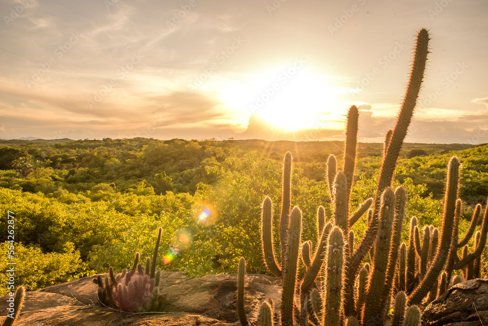 Foto de Sertão do Ceará do Stock | Adobe Stock