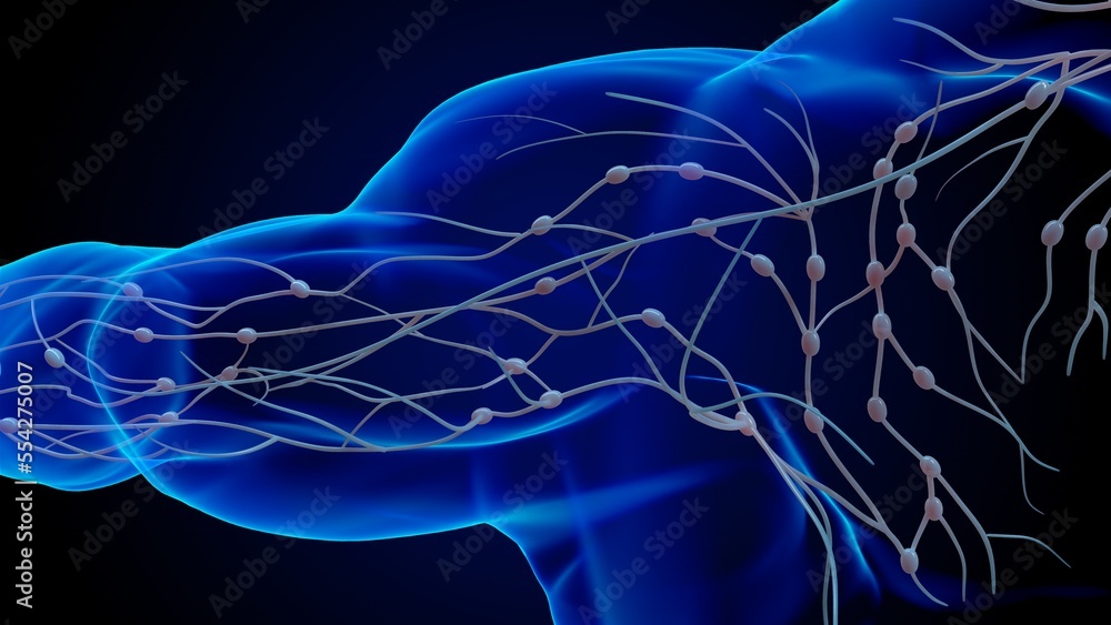 Human lymph nodes anatomy for medical concept 3D rendering Stock ...
