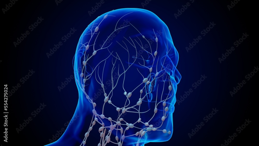 Human lymph nodes anatomy for medical concept 3D rendering Stock ...