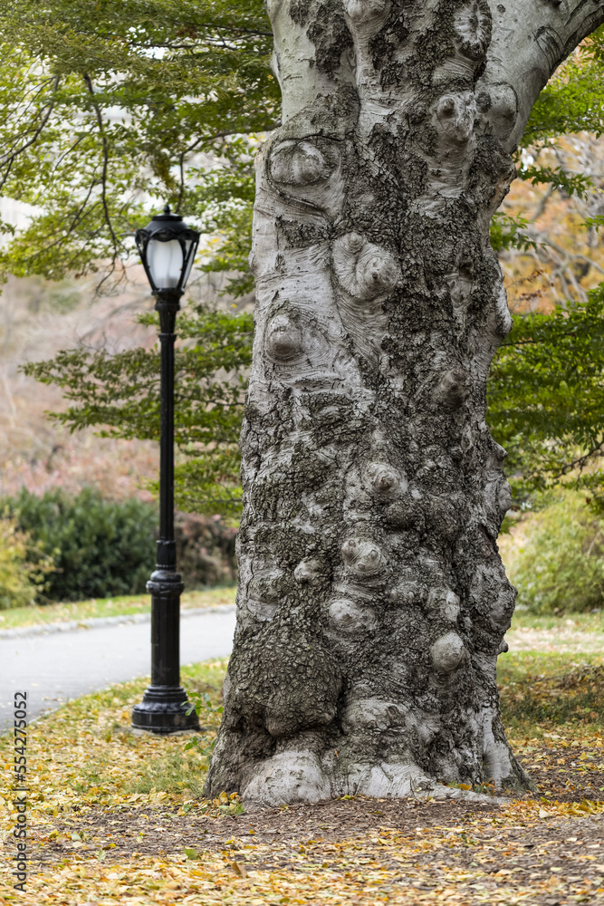 Lamp post and knobby tree trunk in Central Park in autumn, Manhattan ...