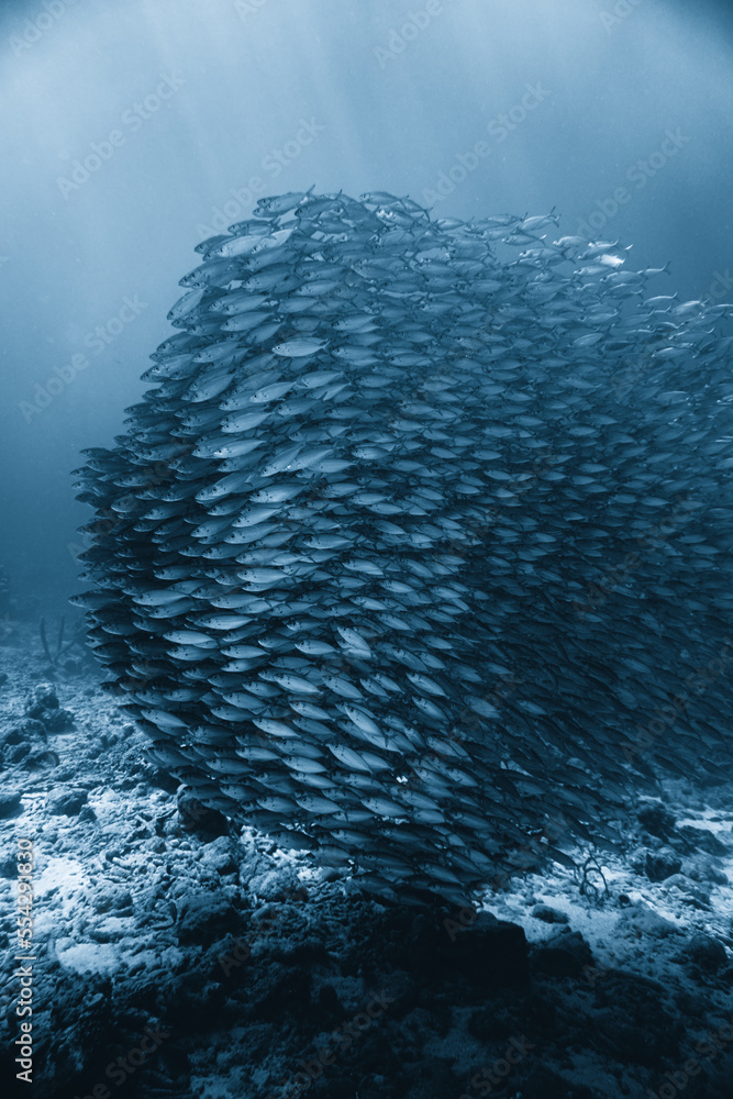 A large bait-ball school of silver fish swimming in the blue waters of ...