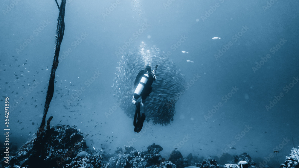 A Scuba diver photographs a large bait-ball school of silver fish ...
