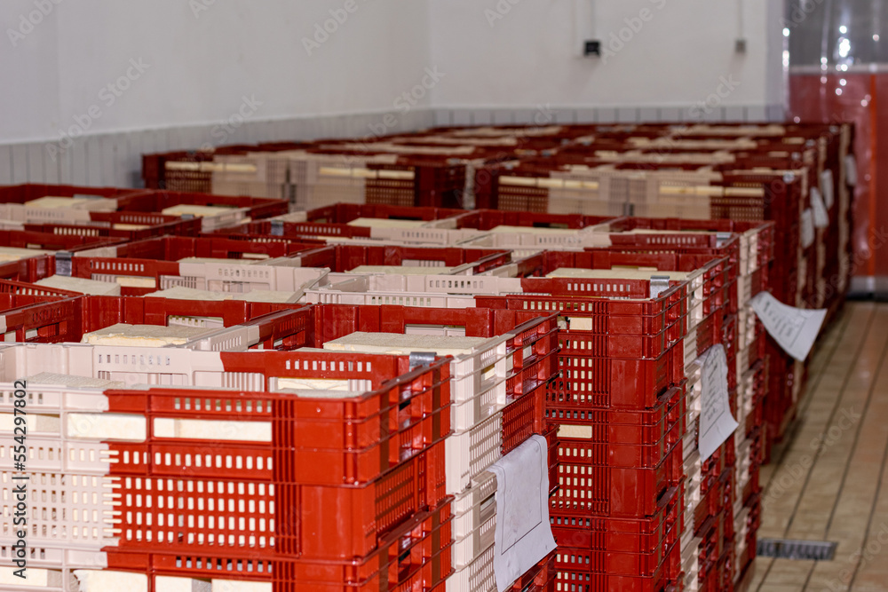 Plastic crates with cheese stored for ripening in the cheese factory ...