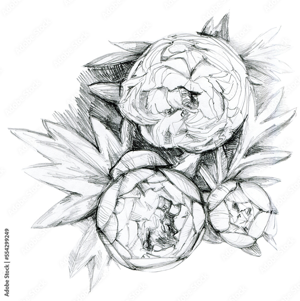 Hand drawn flowers, black and white pencil drawing of peonies, 600 dpi ...