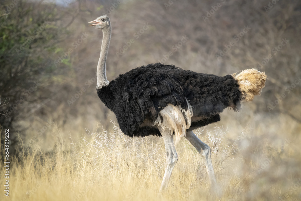 Male common ostrich (Struthio camelus) crosses savannah in profile ...