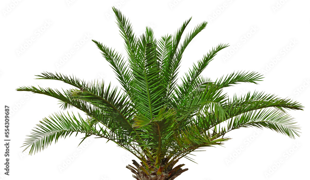 Palmier des Canaries Phoenix canariensis Stock Photo | Adobe Stock