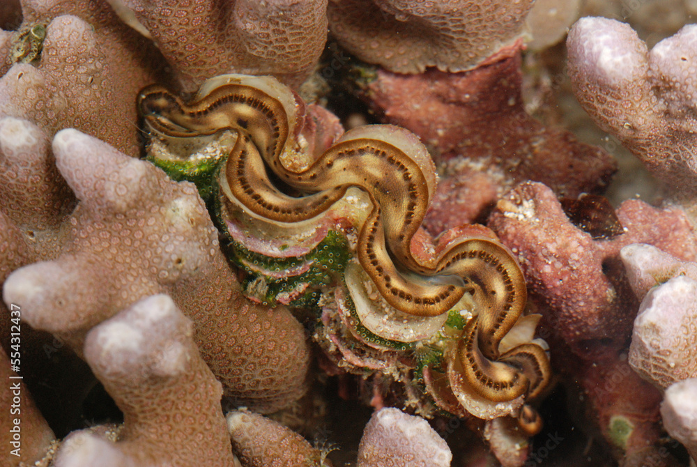 Tridacna squamosa, the Fluted Giant Clam, in a coral head.; Derawan ...
