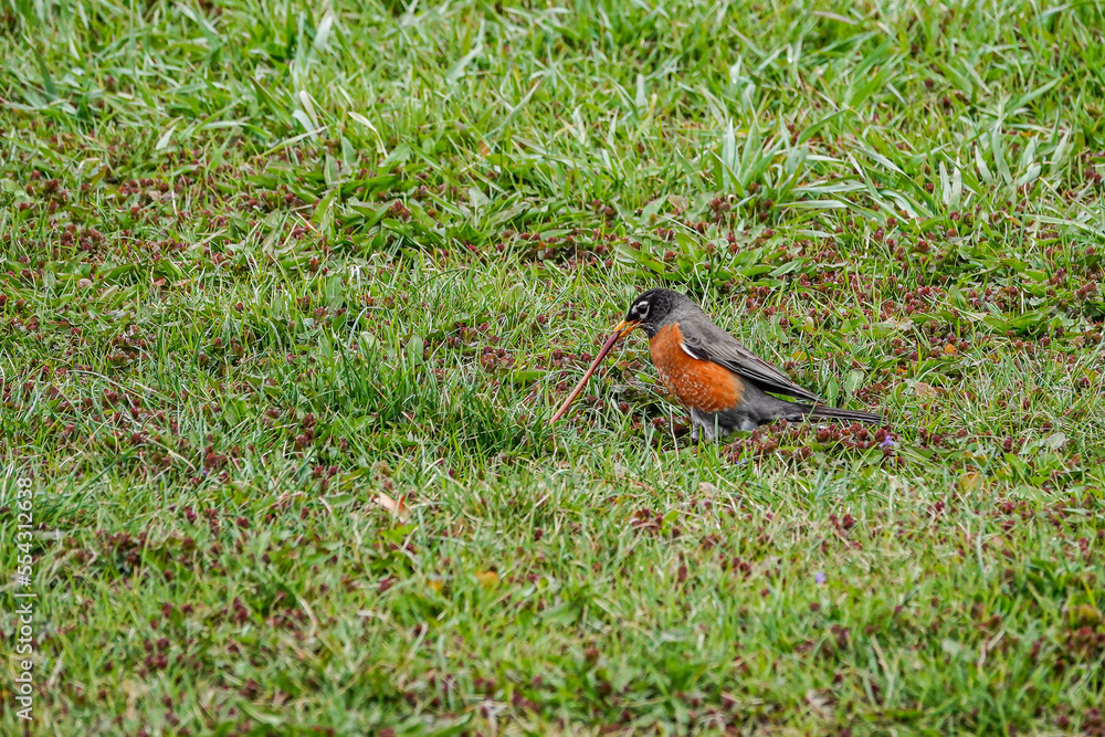 robin play tug of war with worn Stock Photo | Adobe Stock