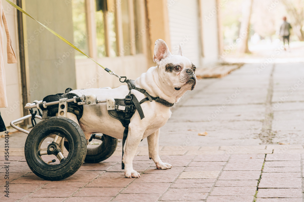 Disabled paralysed french bulldog walking in wheelchair. Dog with ...