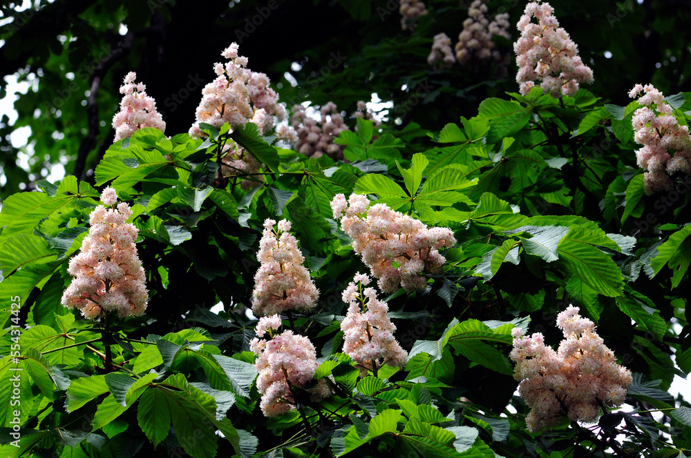 Flowering branches of a horse chestnut tree, Aesculus hippocastanum ...