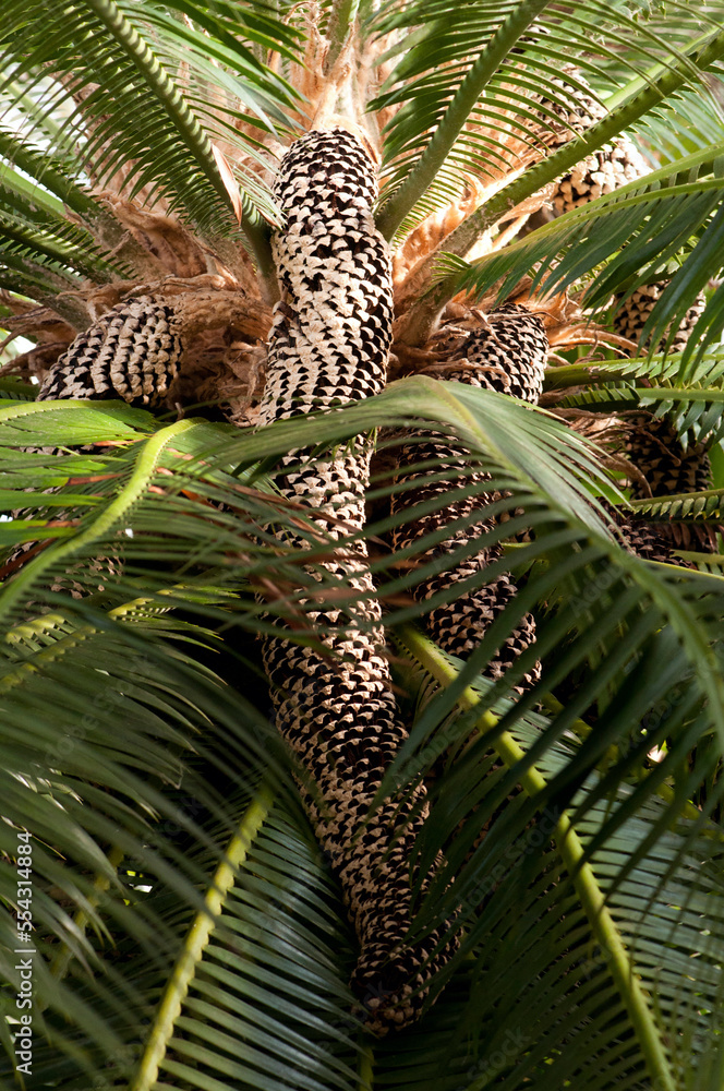 Canopy of a giant dioon cycad, Dioon Spinulosum, with giant male cones ...