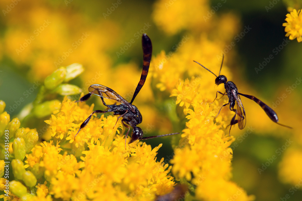 Parasitoid or gasteruption wasps, Gasteruption species, visiting ...