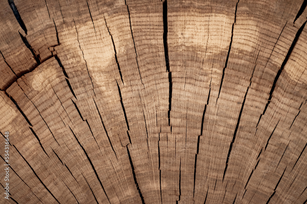 Cross-section of a 100-year-old tree trunk. Background Stock Photo ...