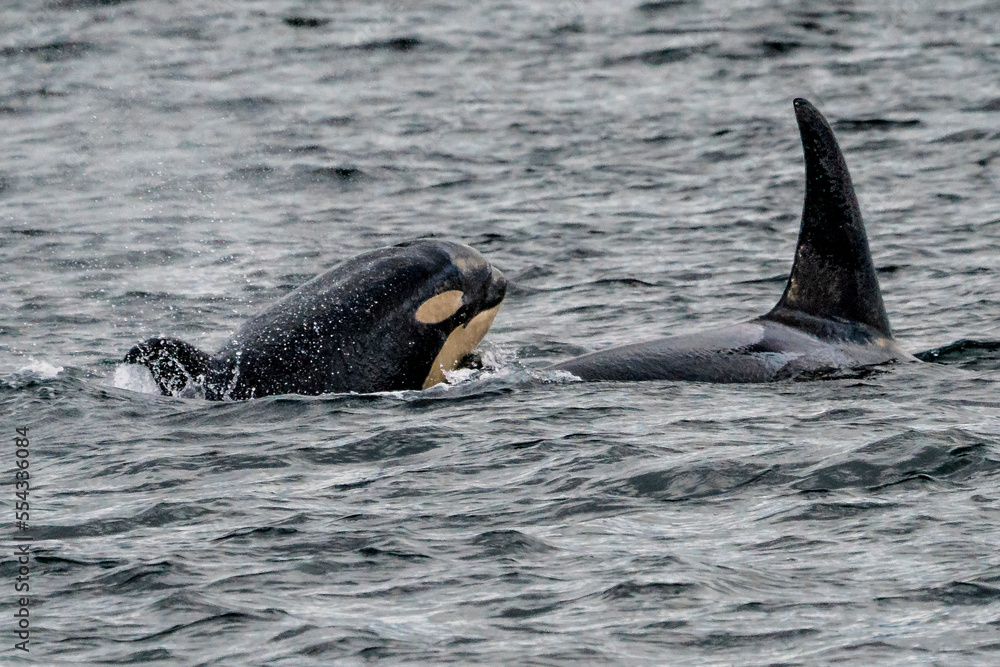 Orcas (Orcinus orca) probably a female and her offspring, in Chatham ...