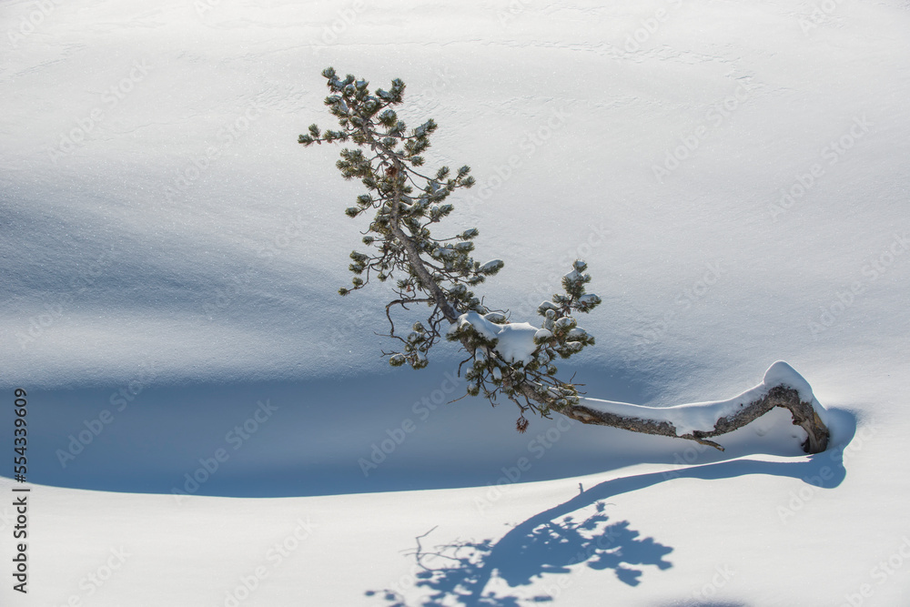 Lodgepole pine tree (Pinus contorta) bent and leaning over the snow ...