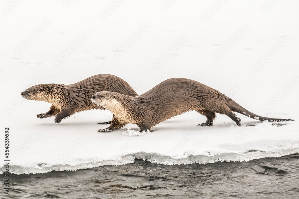 Northern River Otters ( Lutra canadensis) running side by side in snow ...