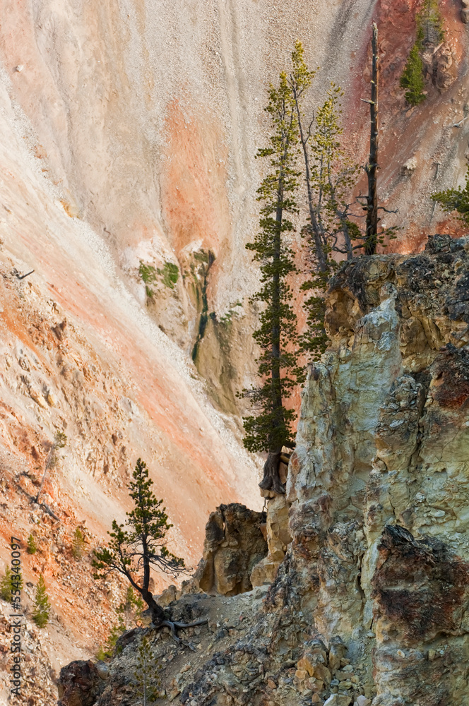 Lodgepole pines (Pinus contorta) and color change on the canyon cliffs ...