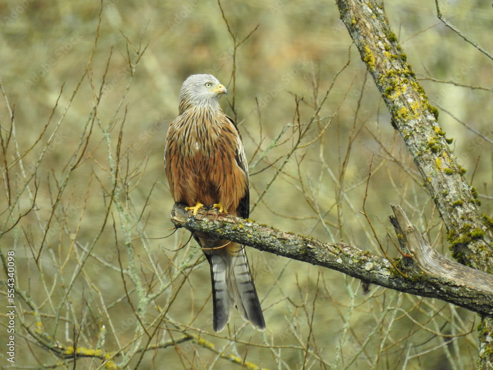 Rotmilan im Herbst, sitzend auf einem Ast im Schweizer Mittelland Stock ...