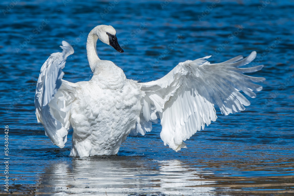 Trumpeter swan (Cygnus buccinator) standing up in the blue water ...
